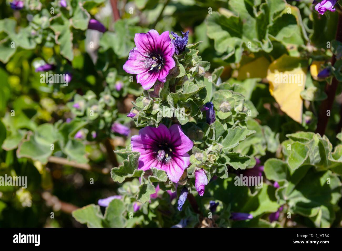 A Look at life in New Zealand: foraging for fresh, edible wild Mallow ...