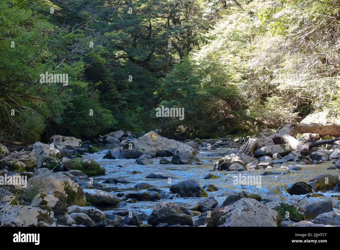 A look at life in New Zealand: secluded native bush and crystal clear ...