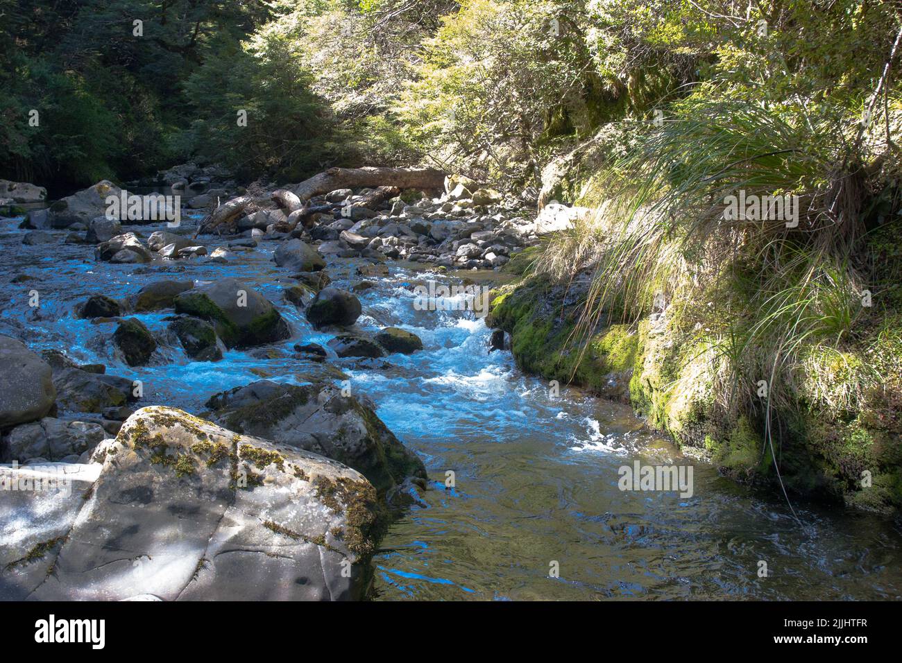 A look at life in New Zealand: secluded native bush and crystal clear ...
