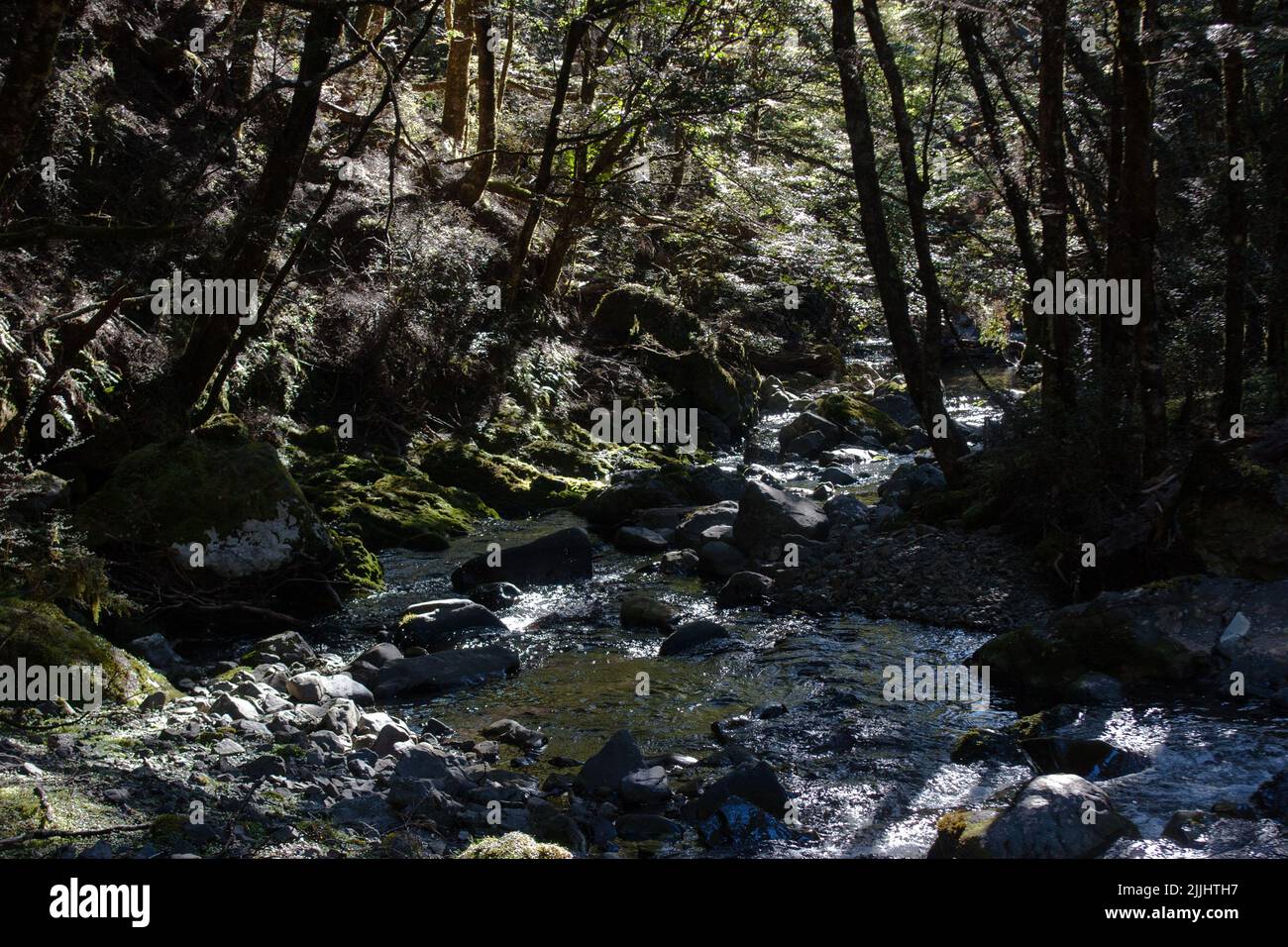 A look at life in New Zealand: secluded native bush and crystal clear ...