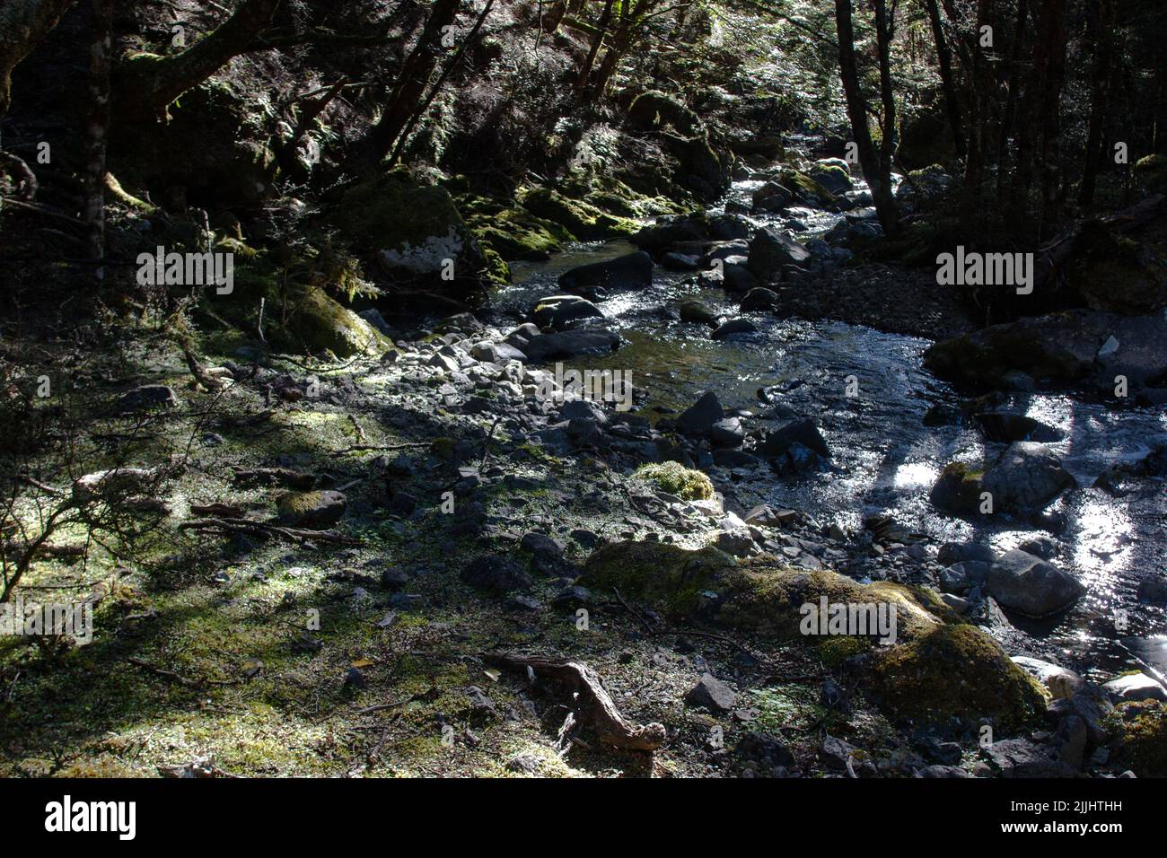 A look at life in New Zealand: secluded native bush and crystal clear ...