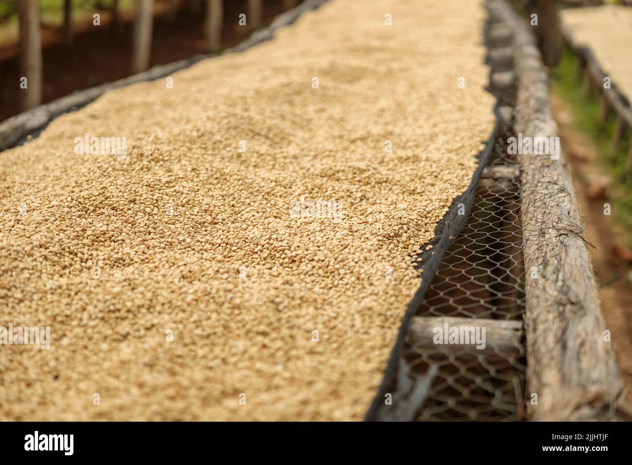Dried coffee beans on wooden tables during drying Stock Photo - Alamy
