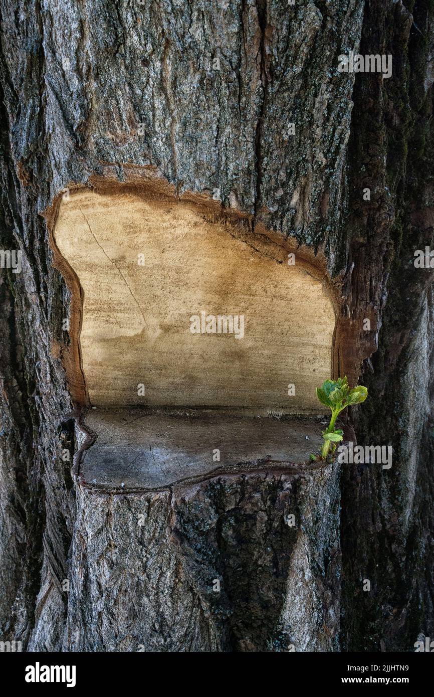 A vertcal shot of a half sawed tree bark Stock Photo - Alamy