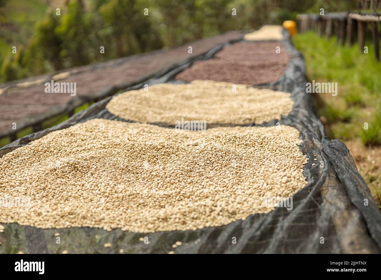 Seed tables hi-res stock photography and images - Alamy