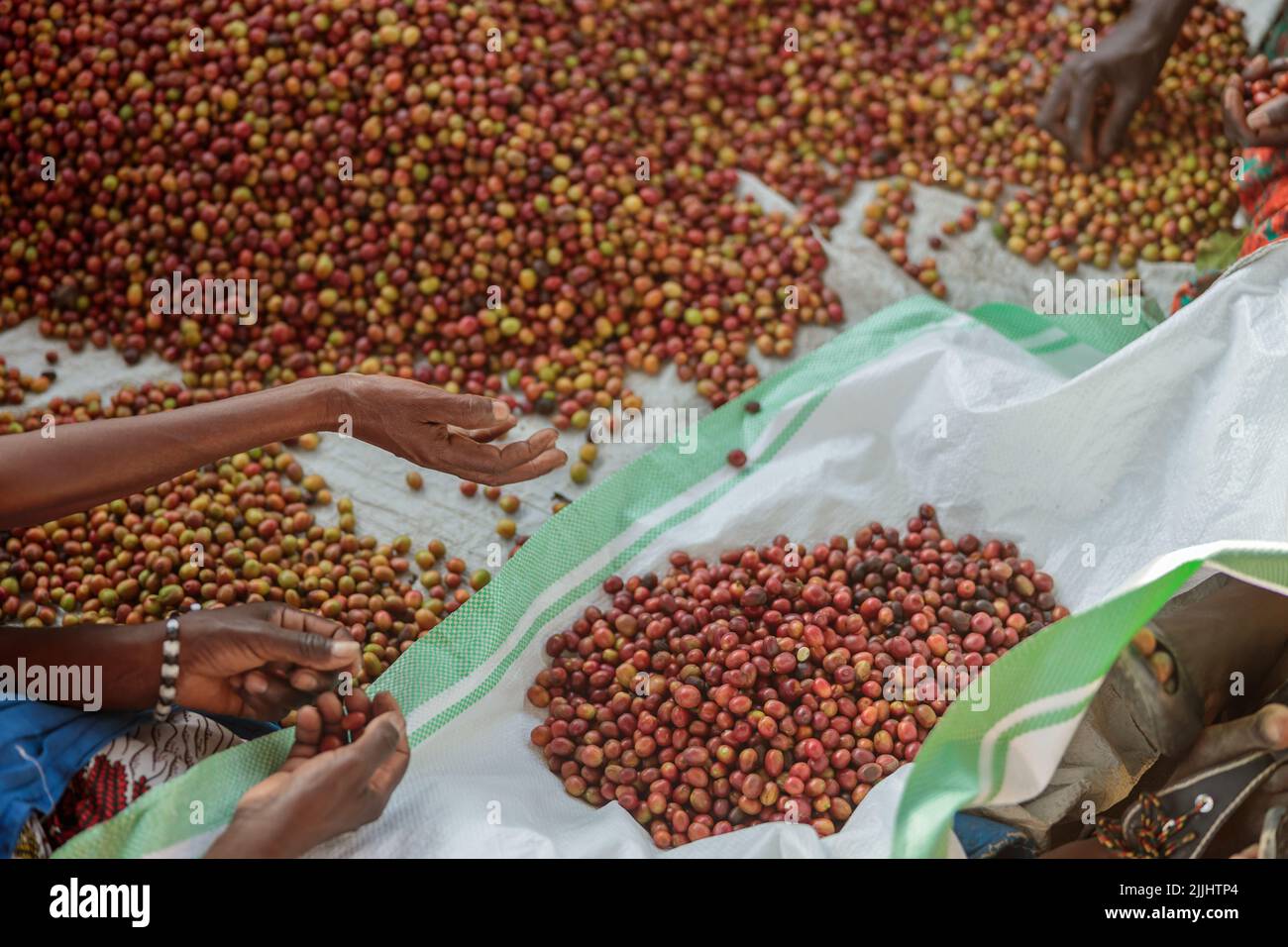 Workers sorting out coffee beans at washing station Stock Photo - Alamy