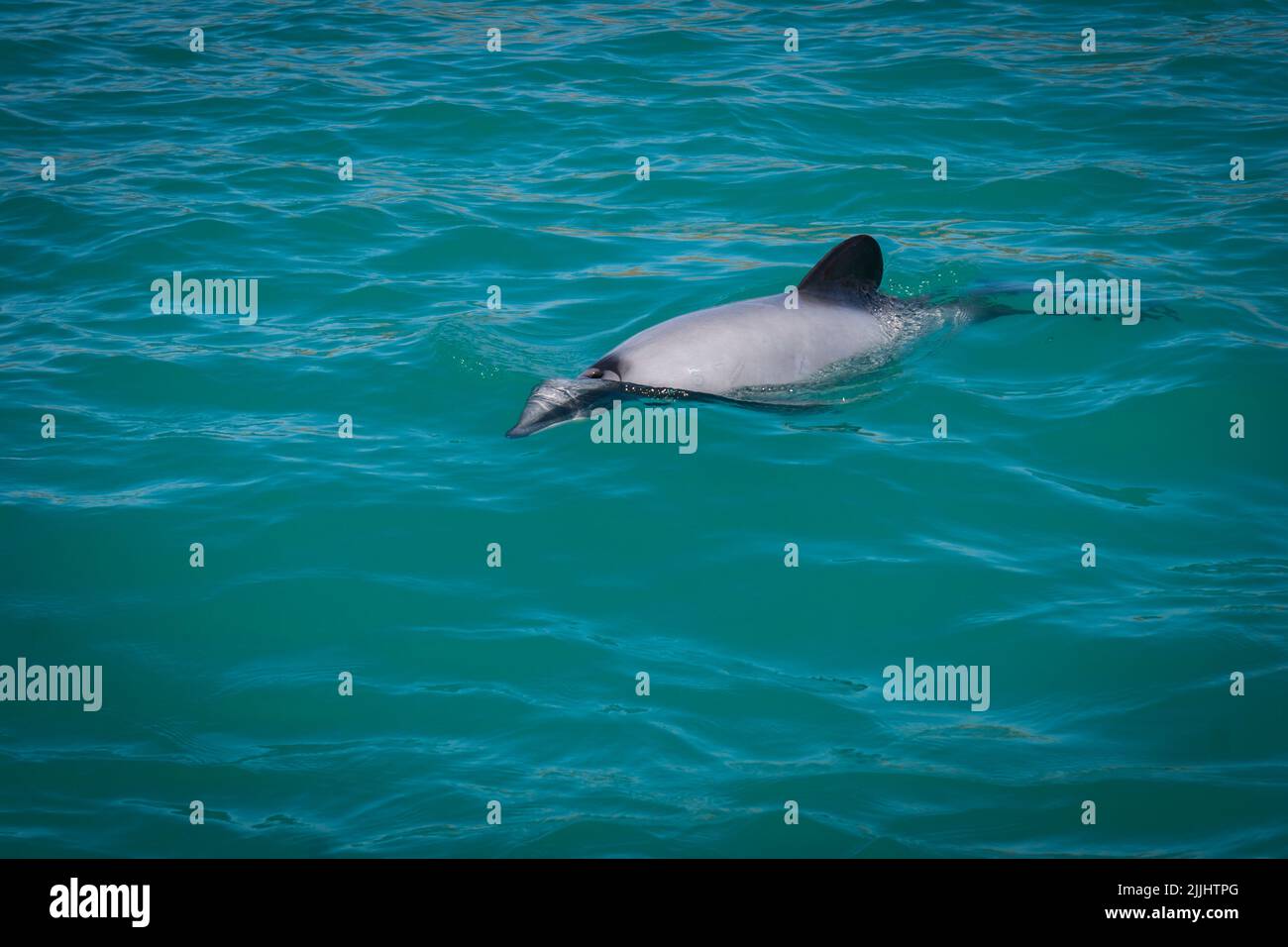 A Look at life in New Zealand. Hector's Dolphins: the smallest dolphin ...
