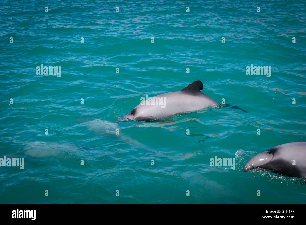 A Look at life in New Zealand. Hector's Dolphins: the smallest dolphin ...