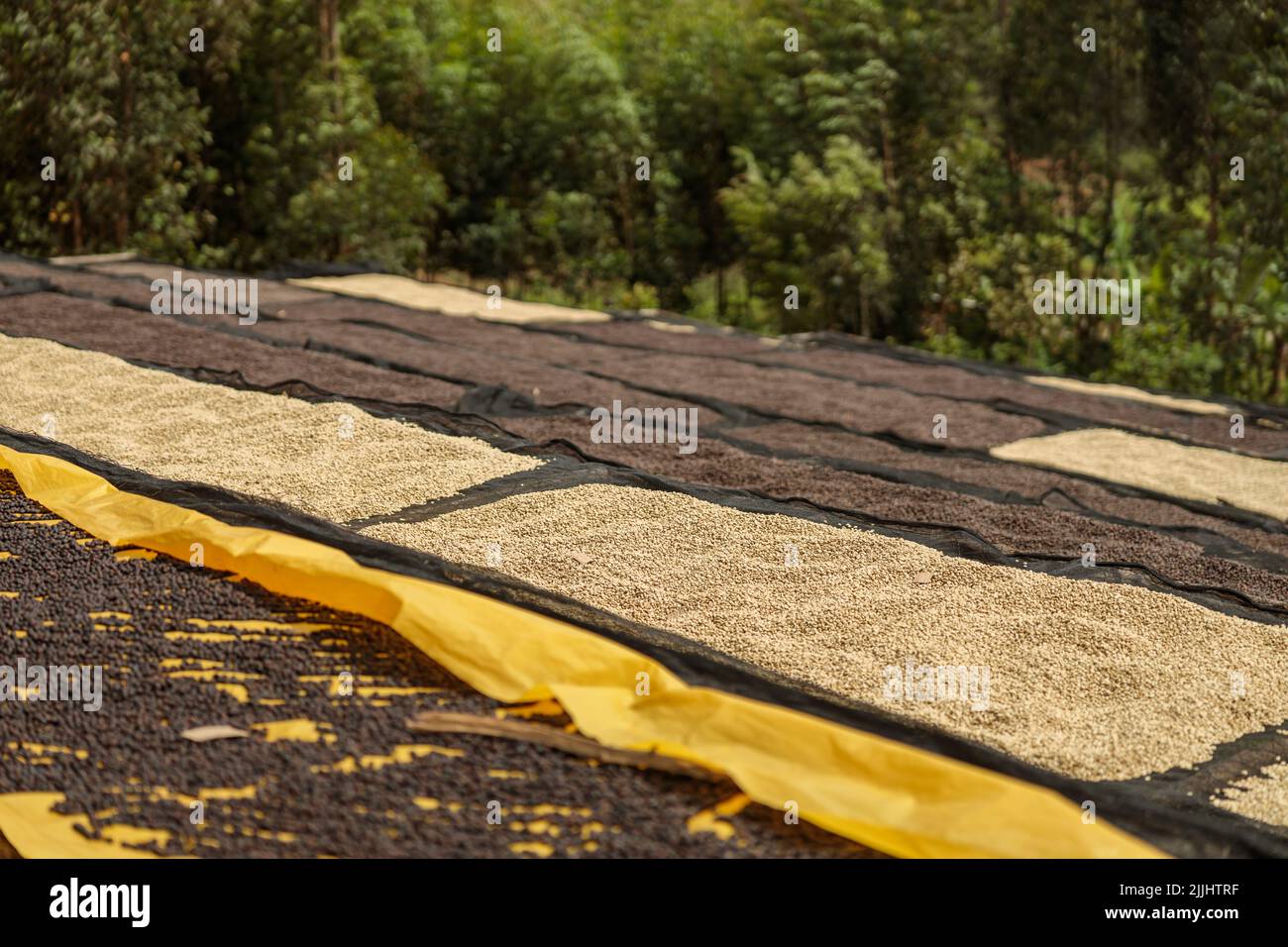 Different stages of drying coffee beans on a farm Stock Photo - Alamy