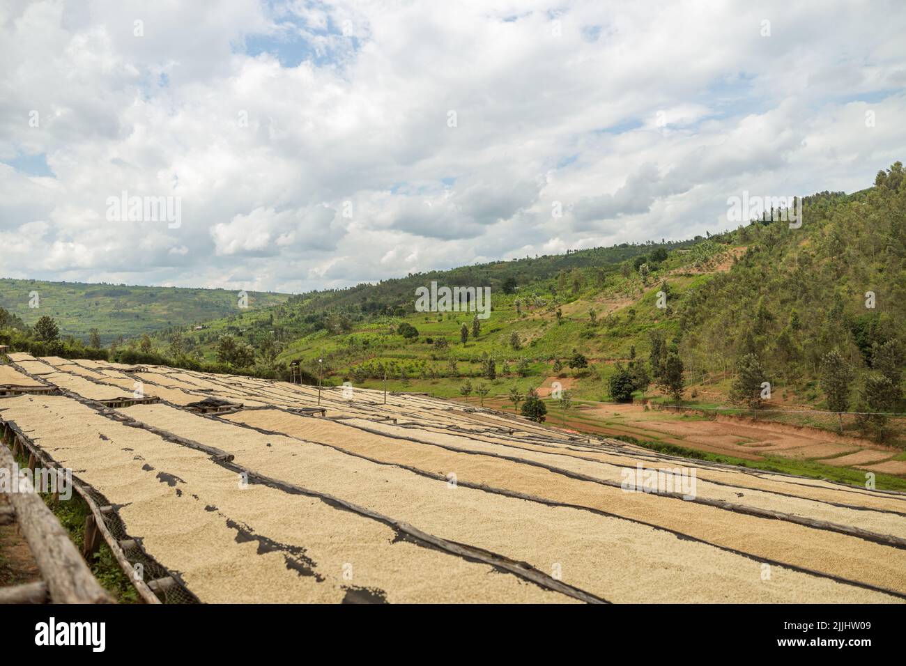 Long tables for drying coffee beans on a hillside Stock Photo - Alamy