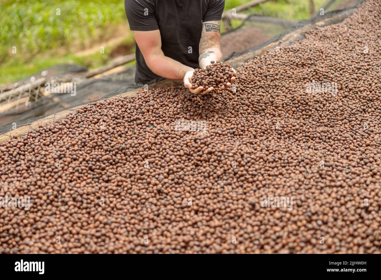 Man showing anaerobic processing in coffee production Stock Photo - Alamy