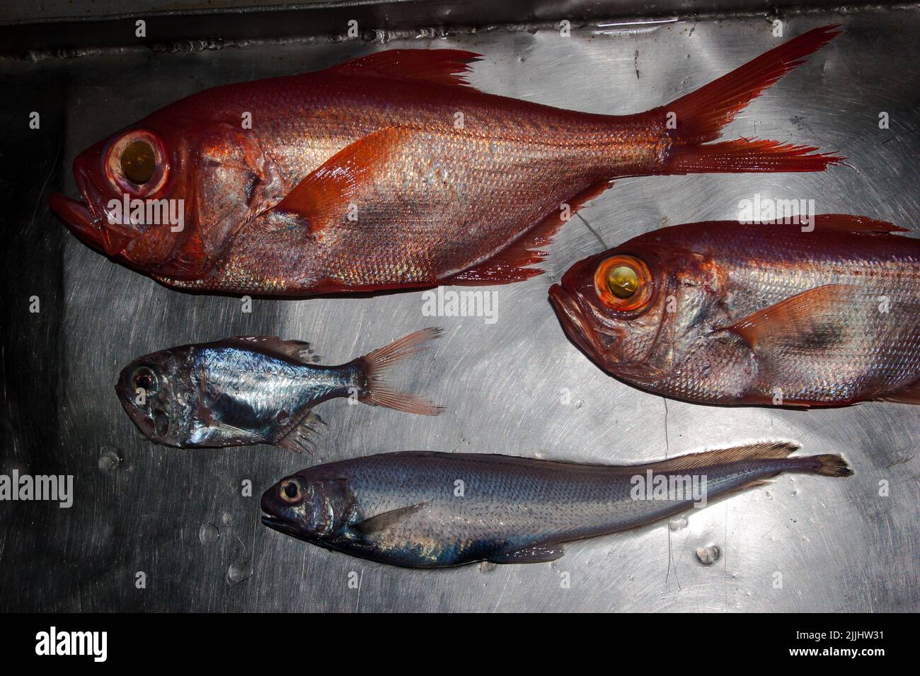 Alphonsino beryx splendens hi-res stock photography and images - Alamy