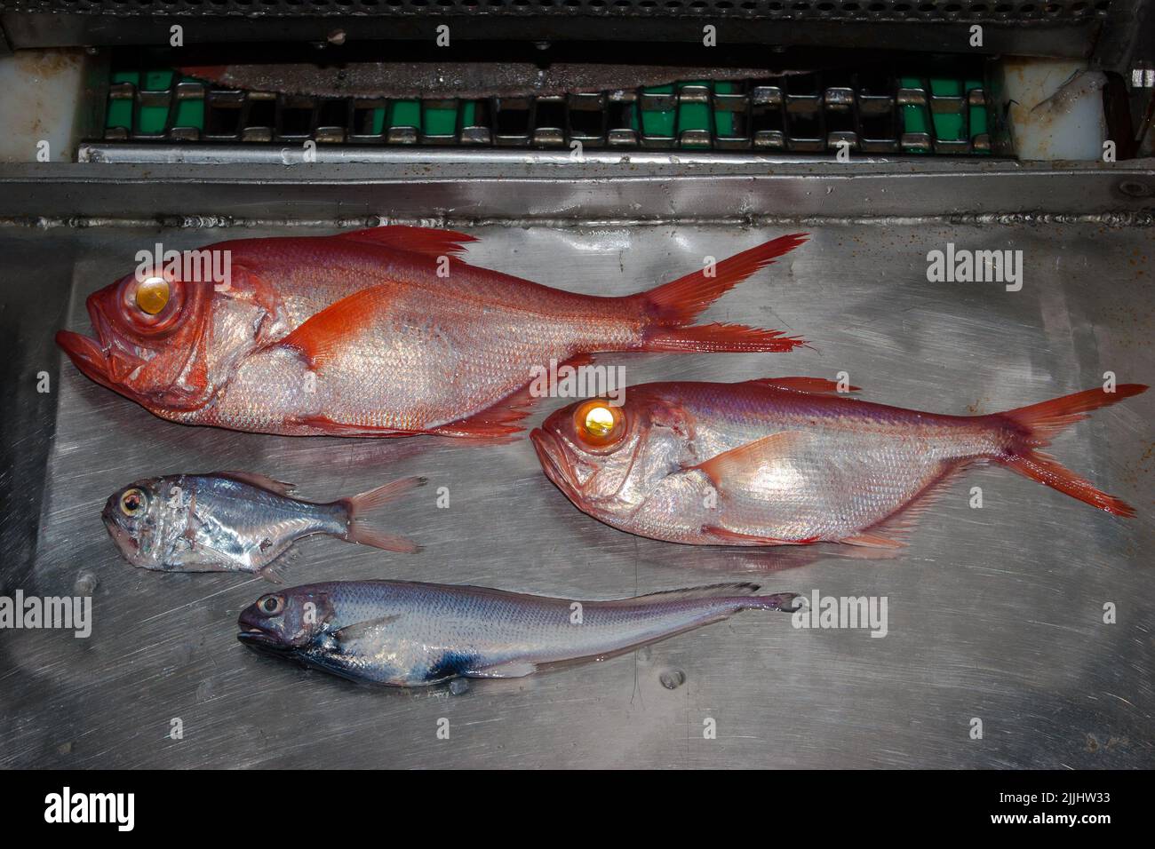 A Look at life in New Zealand: Freshly landed catch, from a deep-sea ...