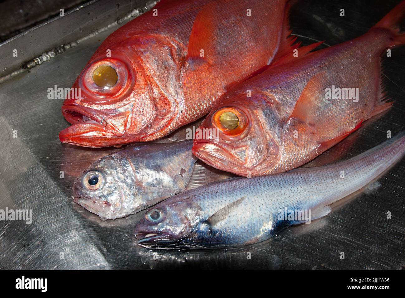 A Look at life in New Zealand: Freshly landed catch, from a deep-sea ...