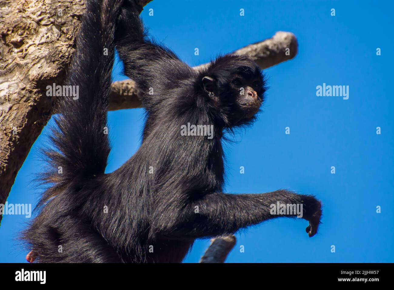 Spider monkey, a primate common on the Amazon Forest Stock Photo - Alamy