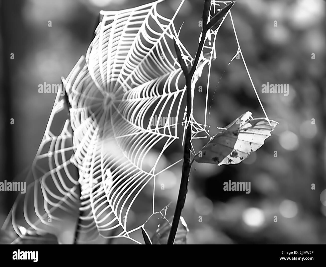 Tree spider net branch Black and White Stock Photos & Images - Alamy