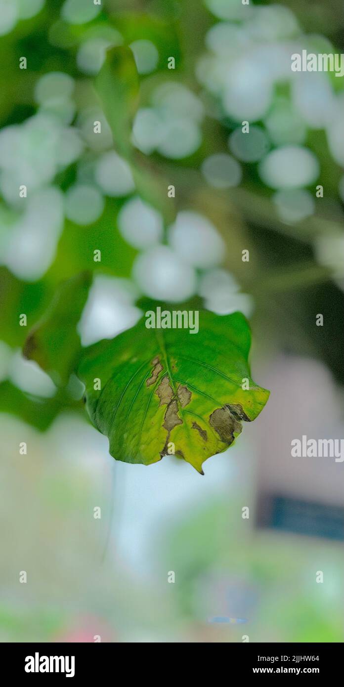 A vertical closeup shot of details on a rotting green leaf Stock Photo ...