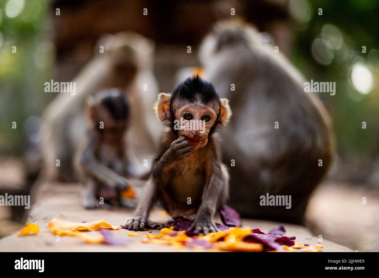 A closeup shot of a baby monkey eating vegetables with its family in ...