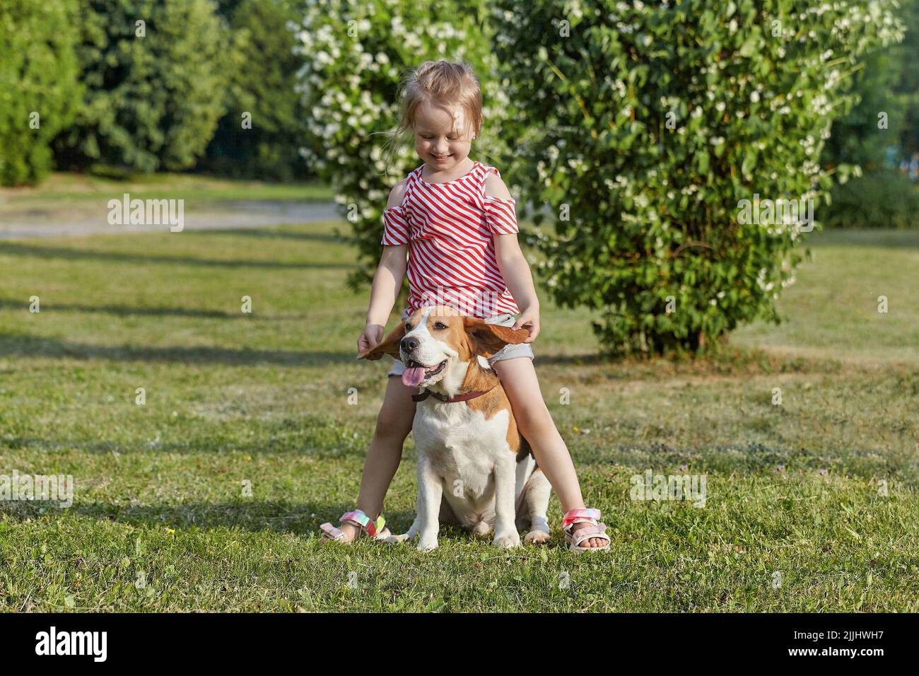 Beagle street hi-res stock photography and images - Alamy