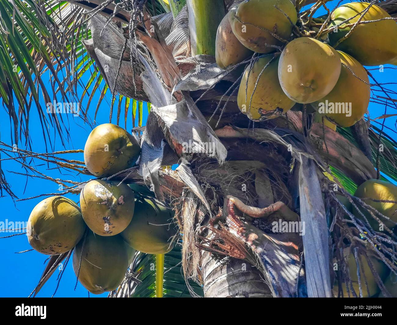 Tropical natural mexican palm tree with coconuts and blue sky ...