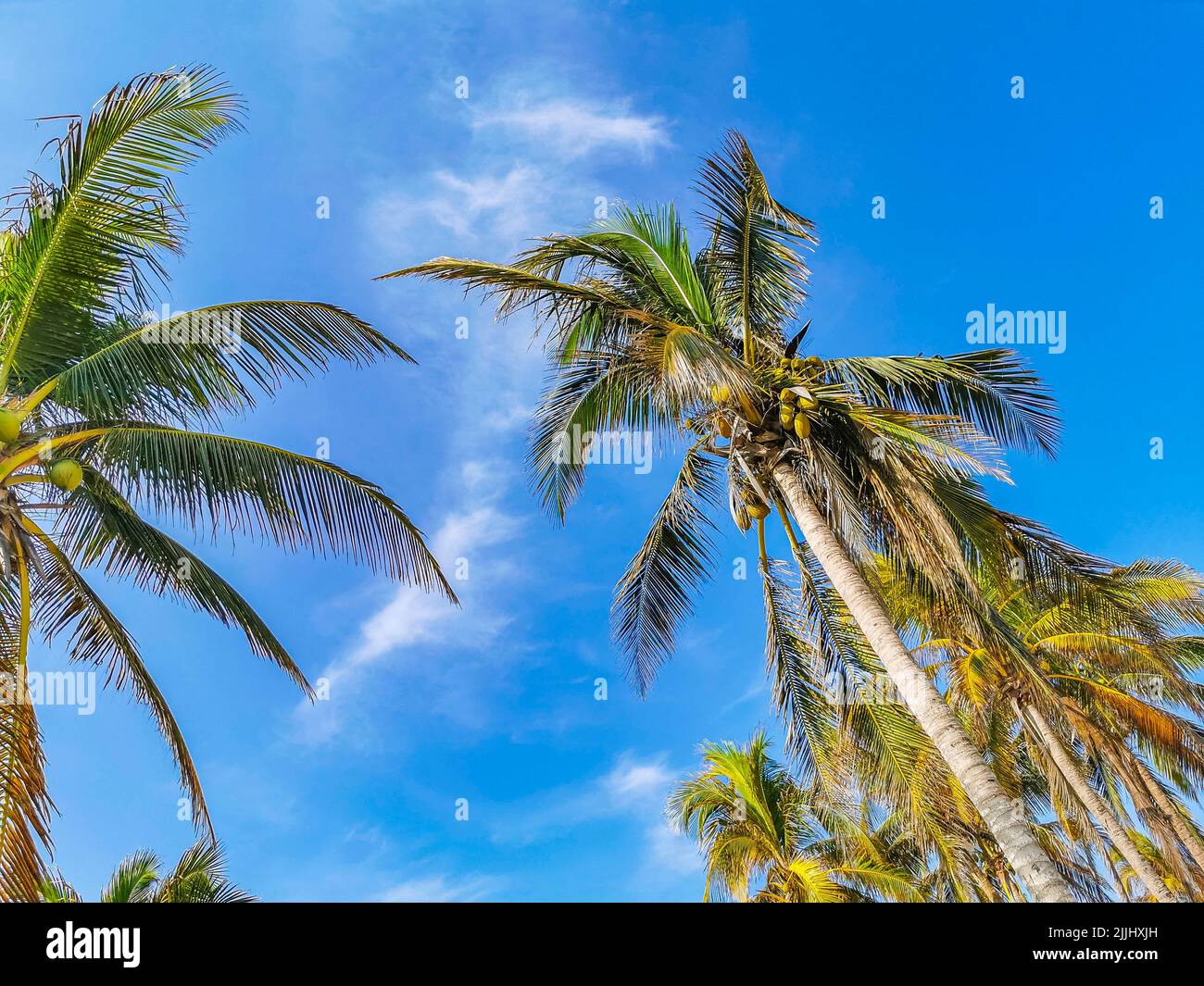 Tropical natural mexican palm trees with coconuts and blue sky background at Tulum ruins ...