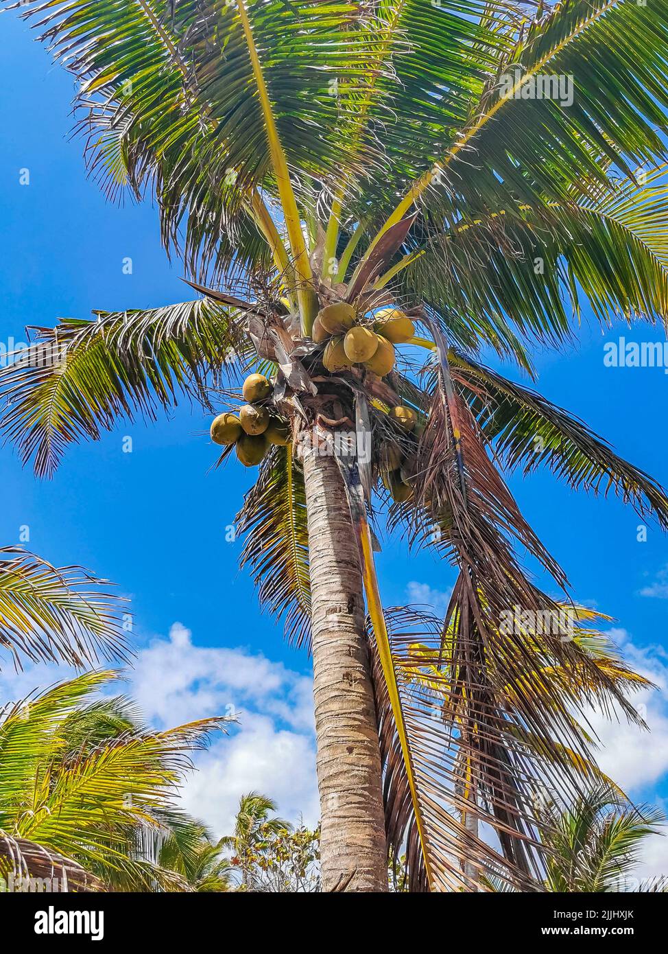 Tropical natural mexican palm trees with coconuts and blue sky background at Tulum ruins ...