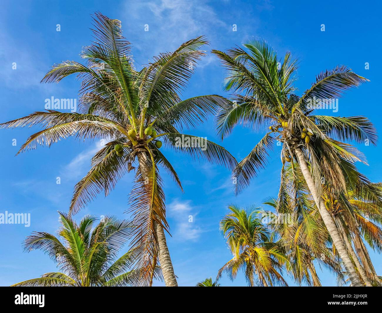 Tropical natural mexican palm trees with coconuts and blue sky background at Tulum ruins ...