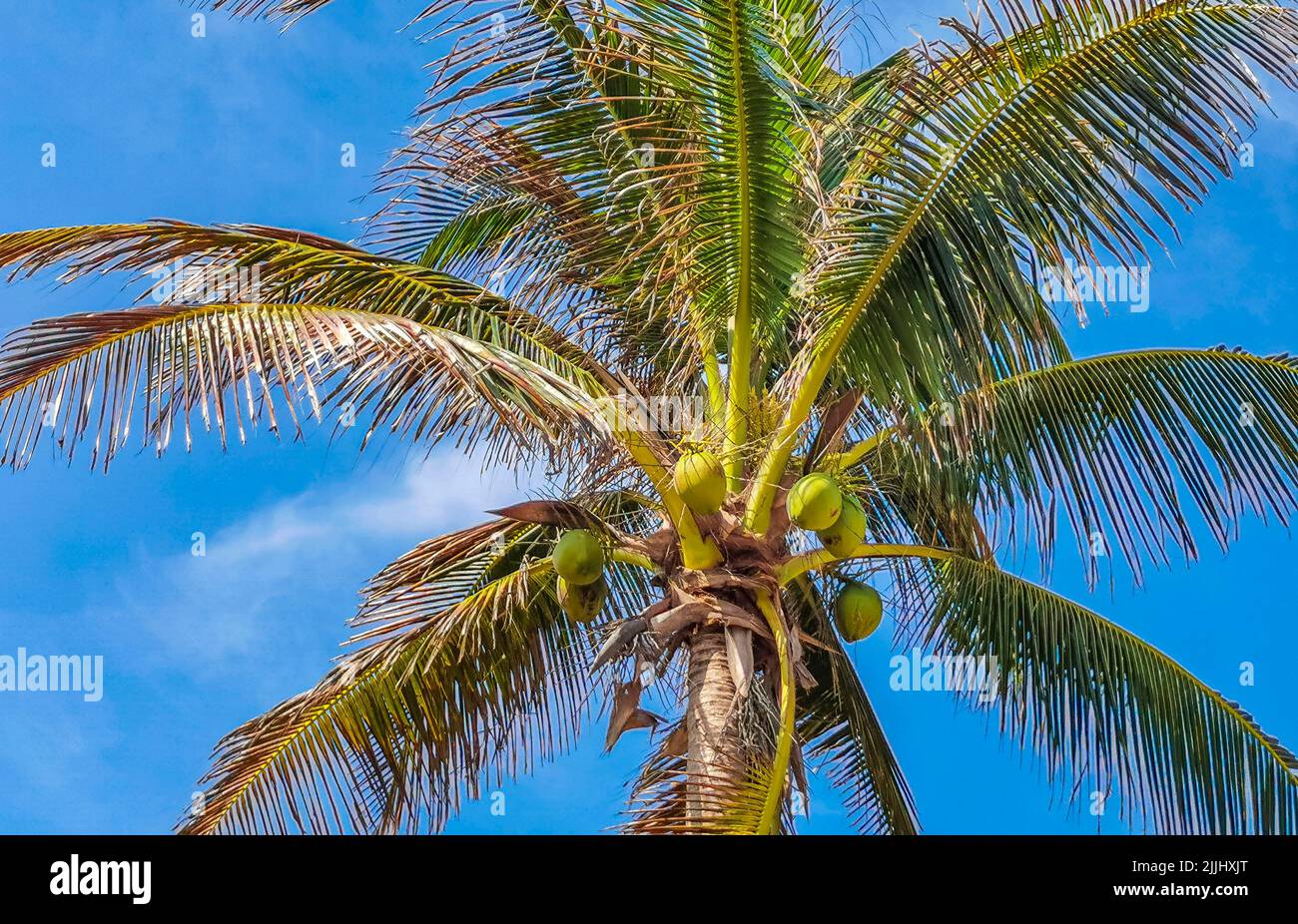 Tropical natural mexican palm tree with coconuts and blue sky background at Tulum ruins ...