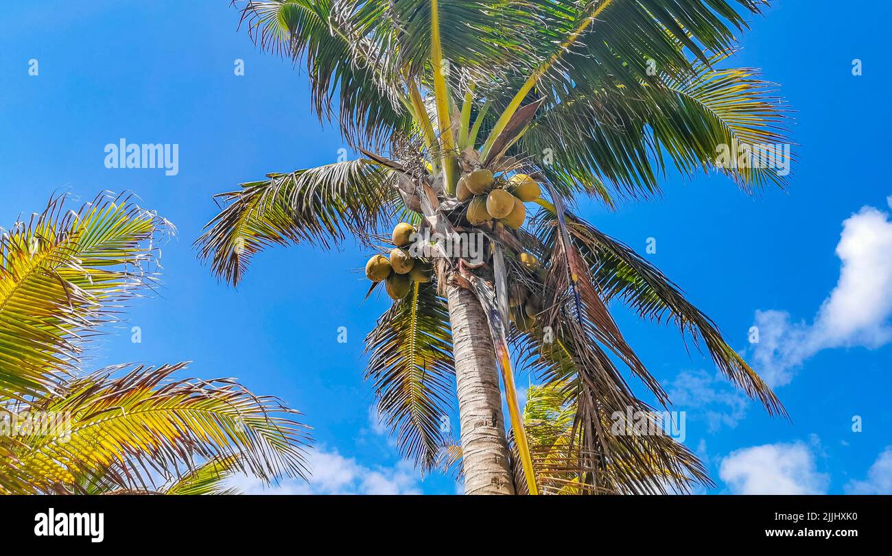 Tropical natural mexican palm tree with coconuts and blue sky background at Tulum ruins ...