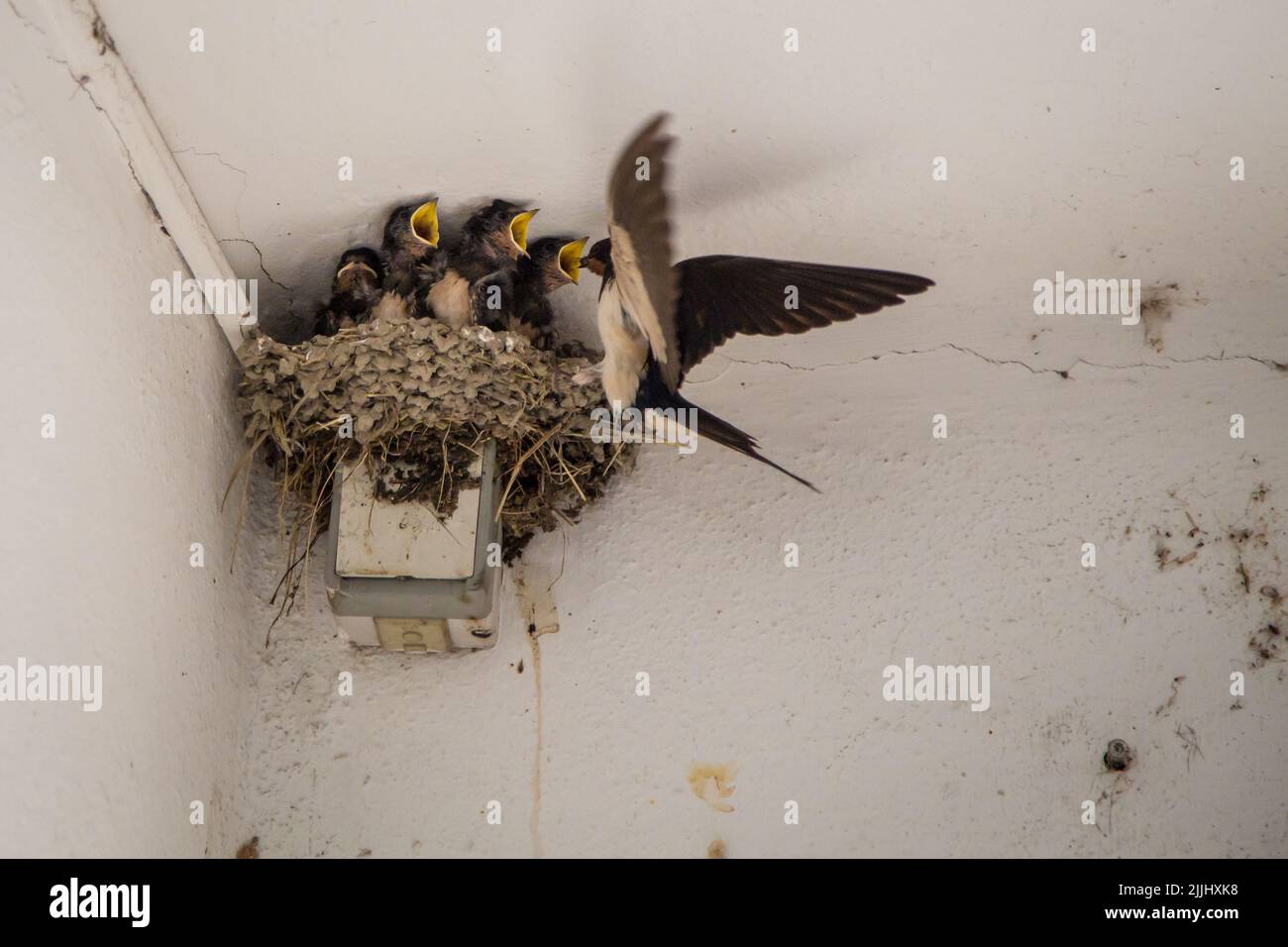 Barn swallow bird's nest (Hirundo rustica) in Weitra/ Waldviertel, the ...
