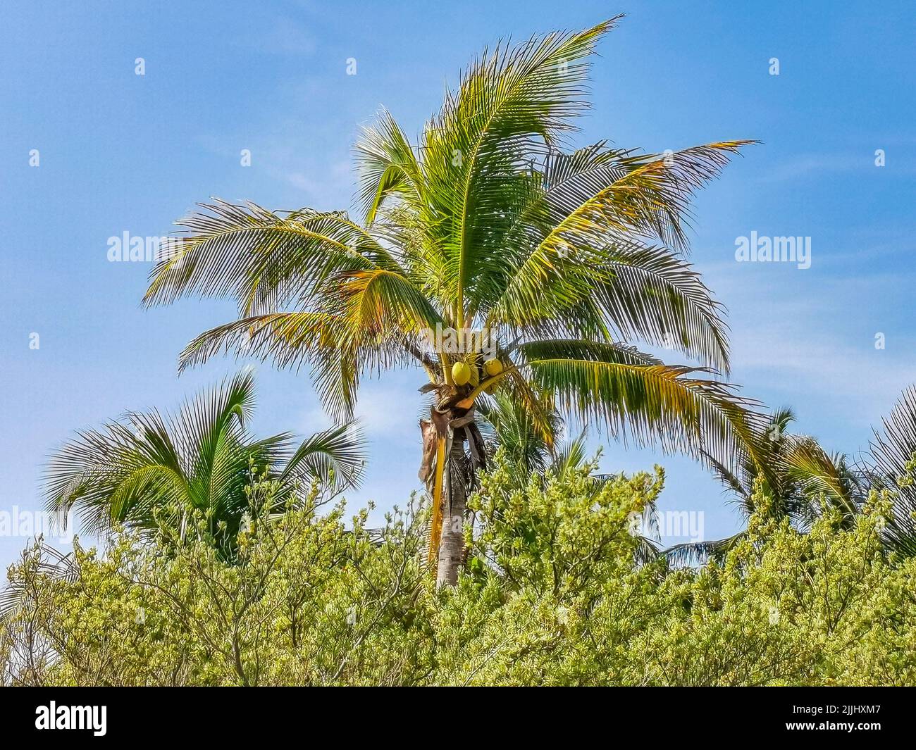 Tropical natural mexican palm trees with coconuts and blue sky ...