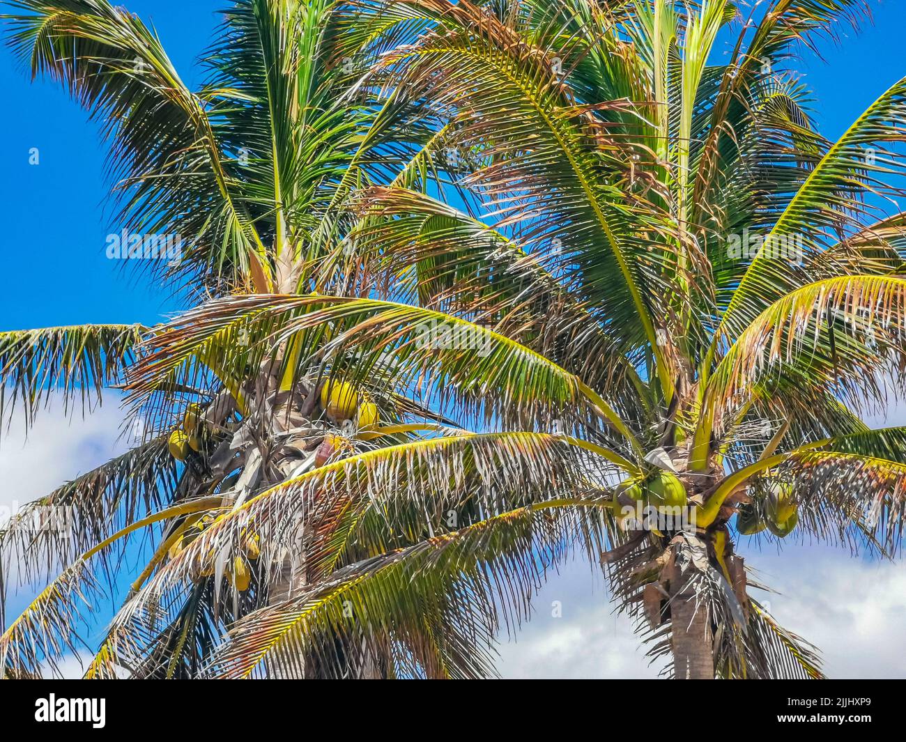 Tropical natural mexican palm trees with coconuts and blue sky background at Tulum ruins ...