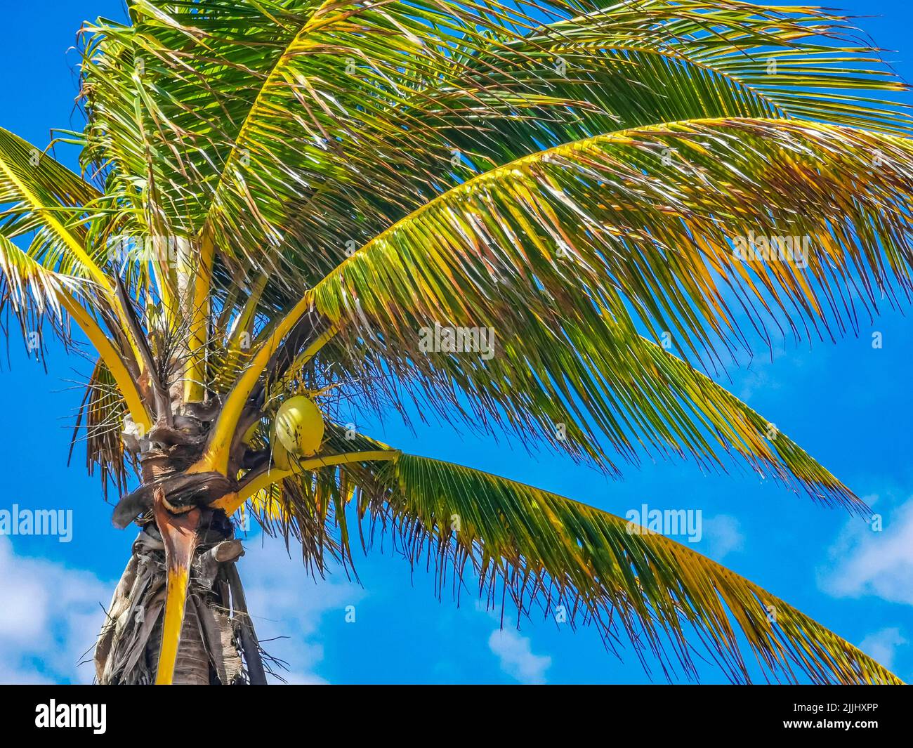 Tropical natural mexican palm tree with coconuts and blue sky background at Tulum ruins ...