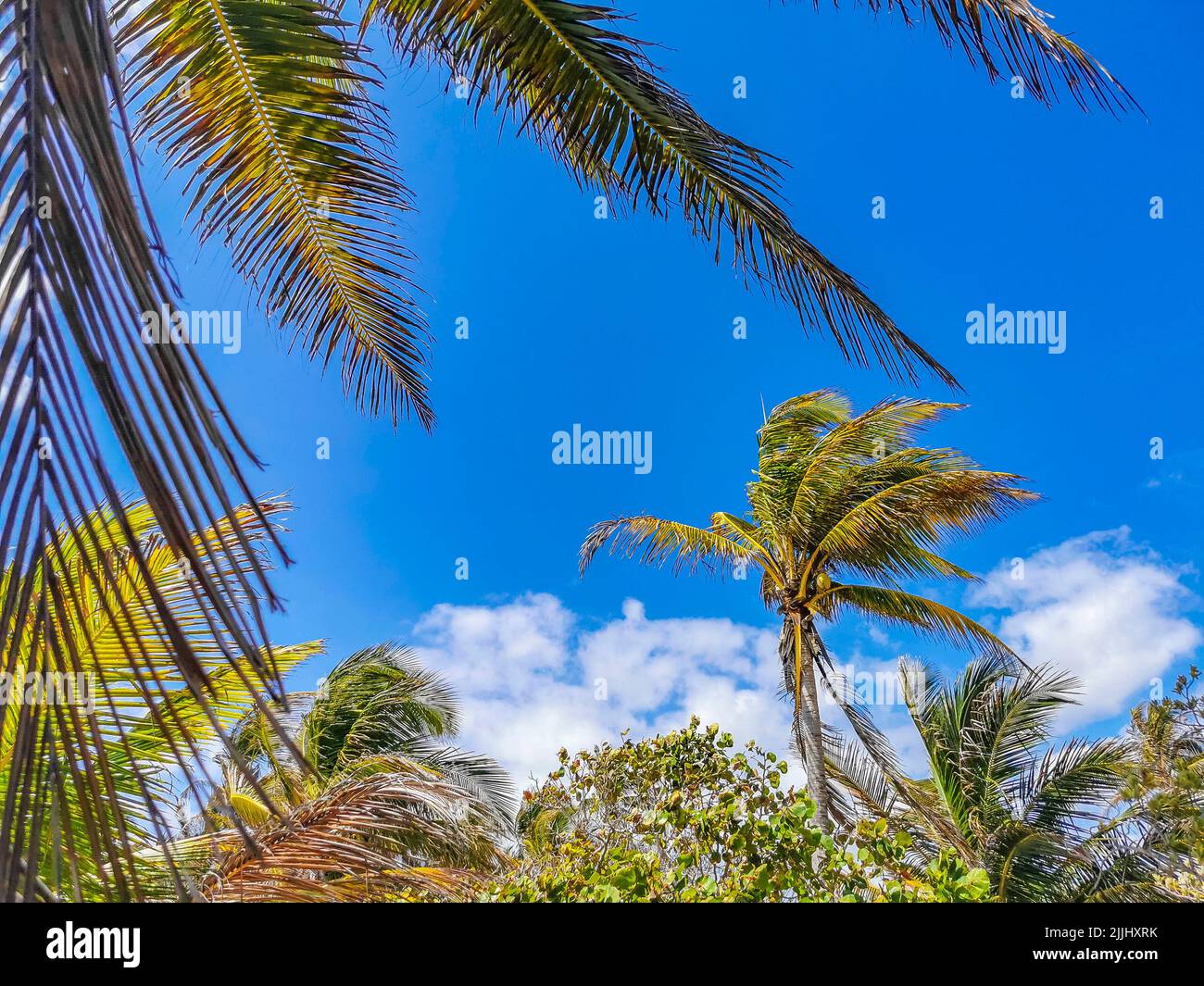 Tropical natural mexican palm trees with coconuts and blue sky ...