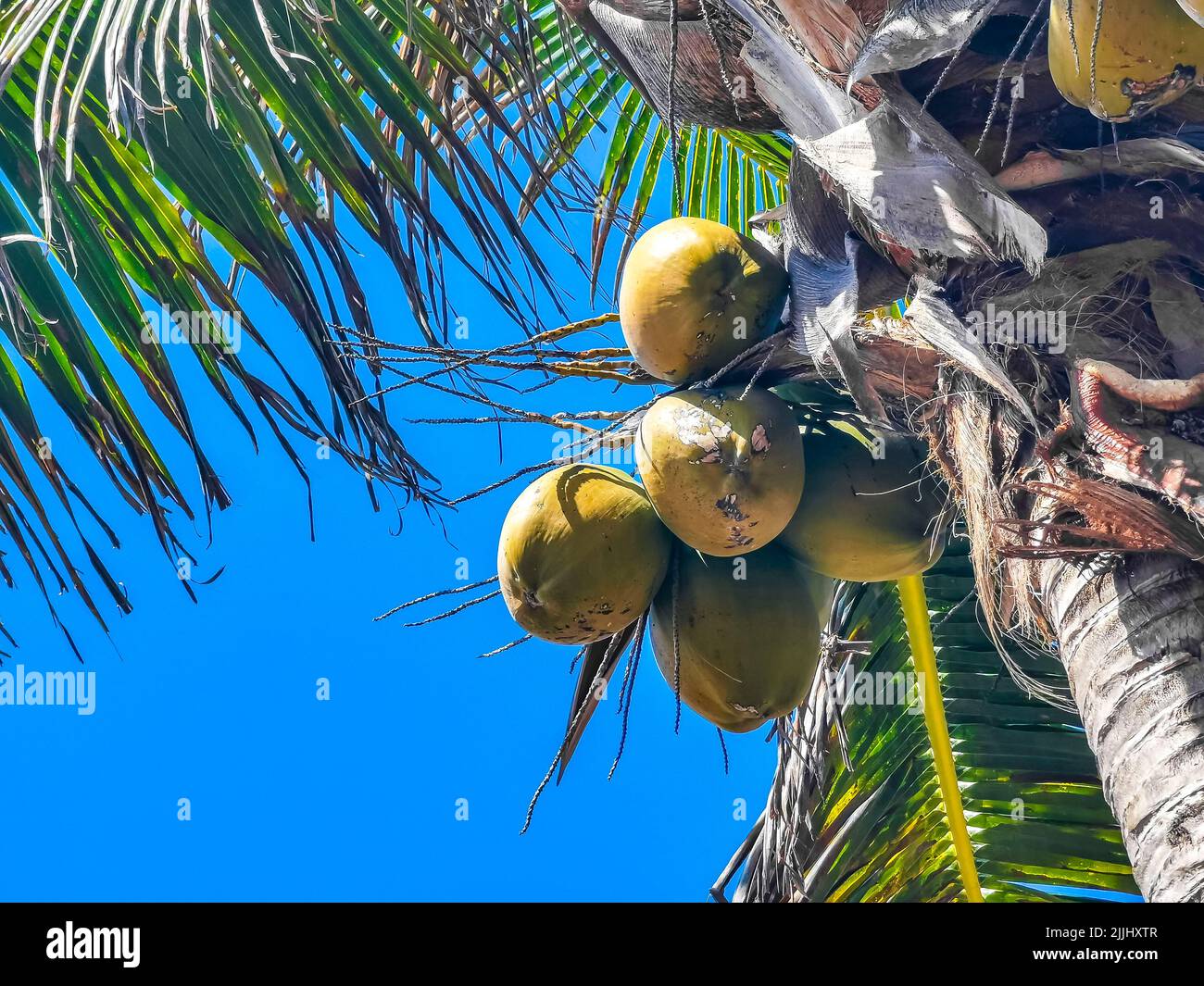 Tropical natural mexican palm tree with coconuts and blue sky background at Tulum ruins ...