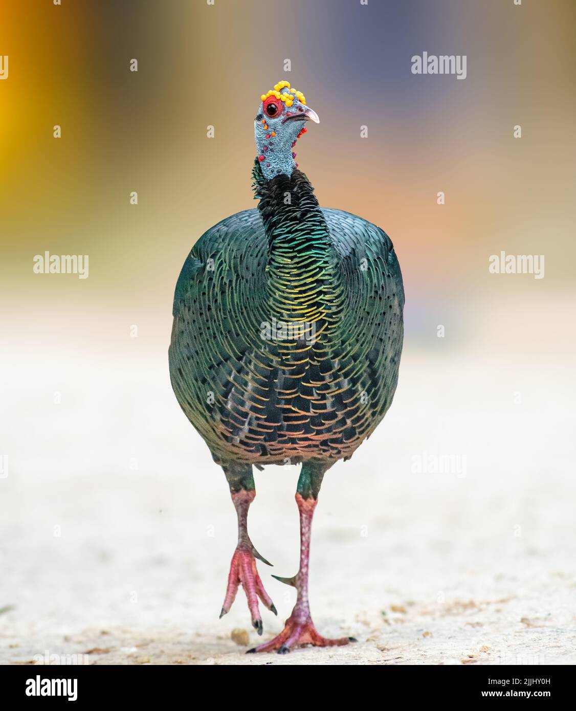 Oscellated Turkey prancing across the parking lot at Tikal Stock Photo ...