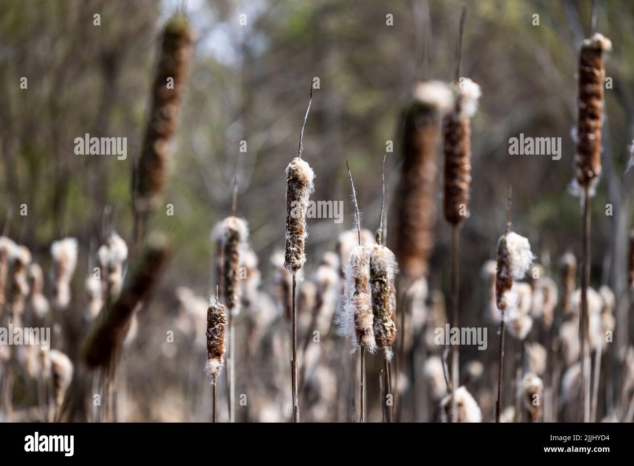 Cattails plant on Dewees Island, S.C Stock Photo - Alamy
