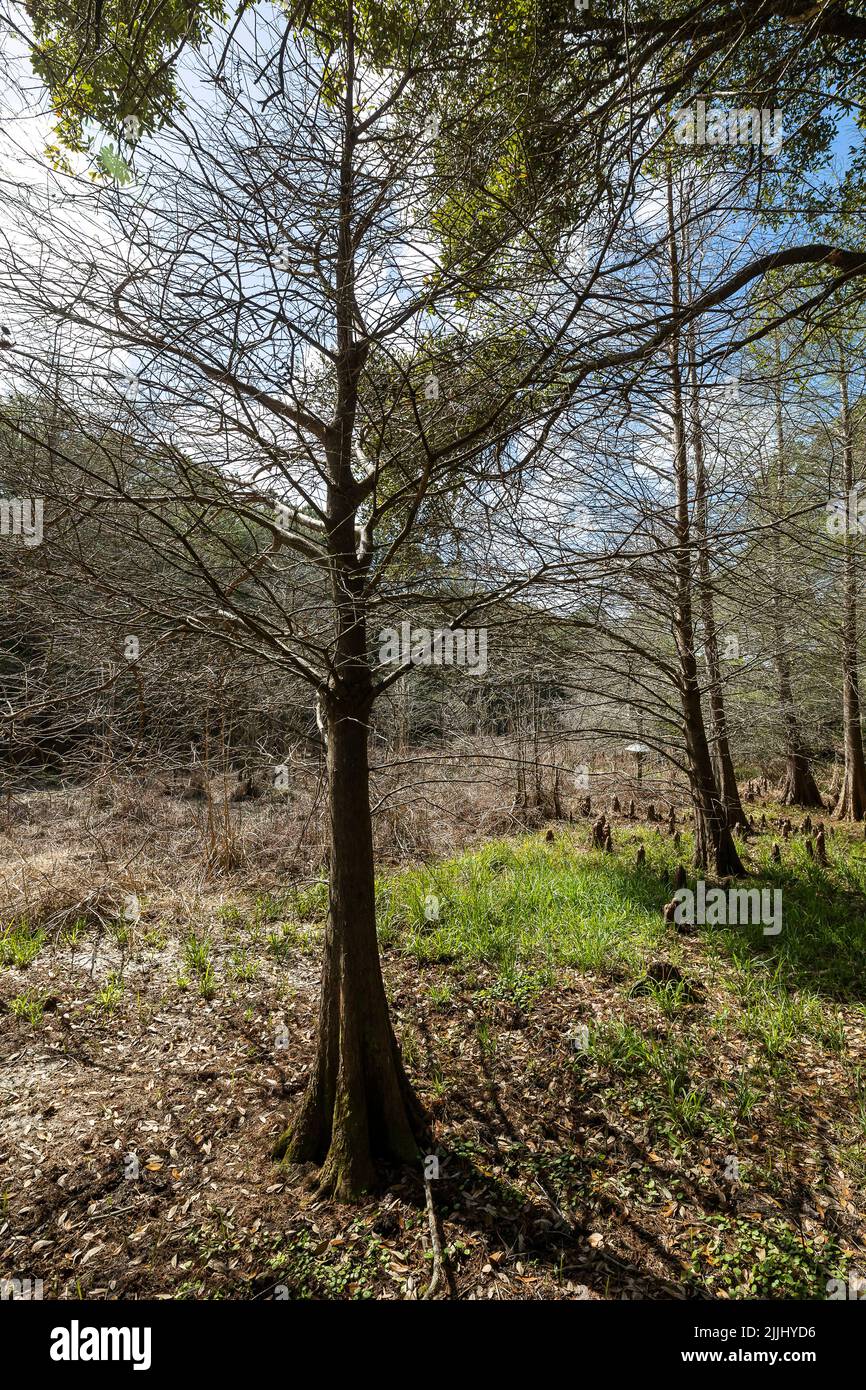 Swamp island hi-res stock photography and images - Alamy