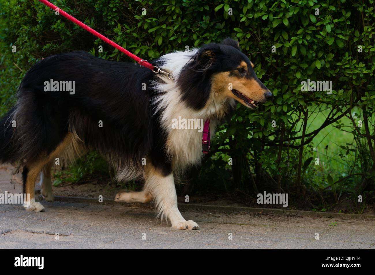 Shetland park hi-res stock photography and images - Alamy