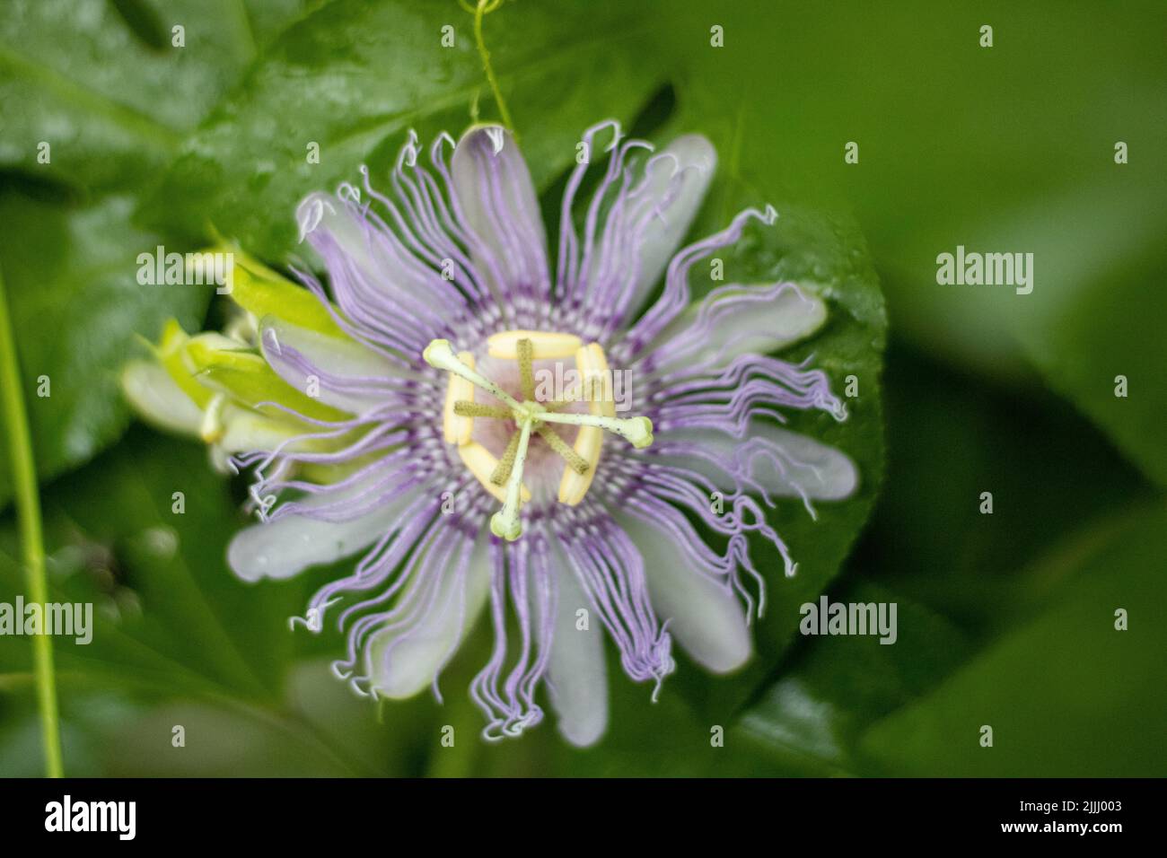 Native passionflower hi-res stock photography and images - Alamy