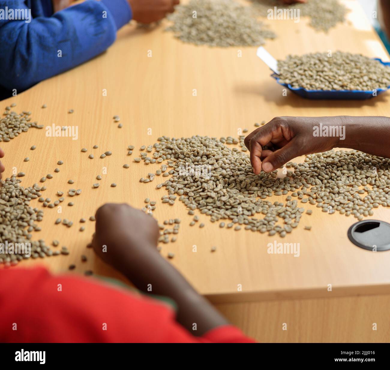 Female hands sorting coffee beans by size in production Stock Photo - Alamy