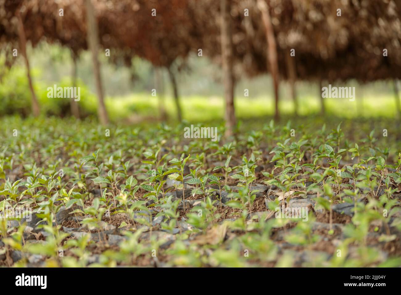 Coffee sprouts on a plantation with trees in the background Stock Photo ...