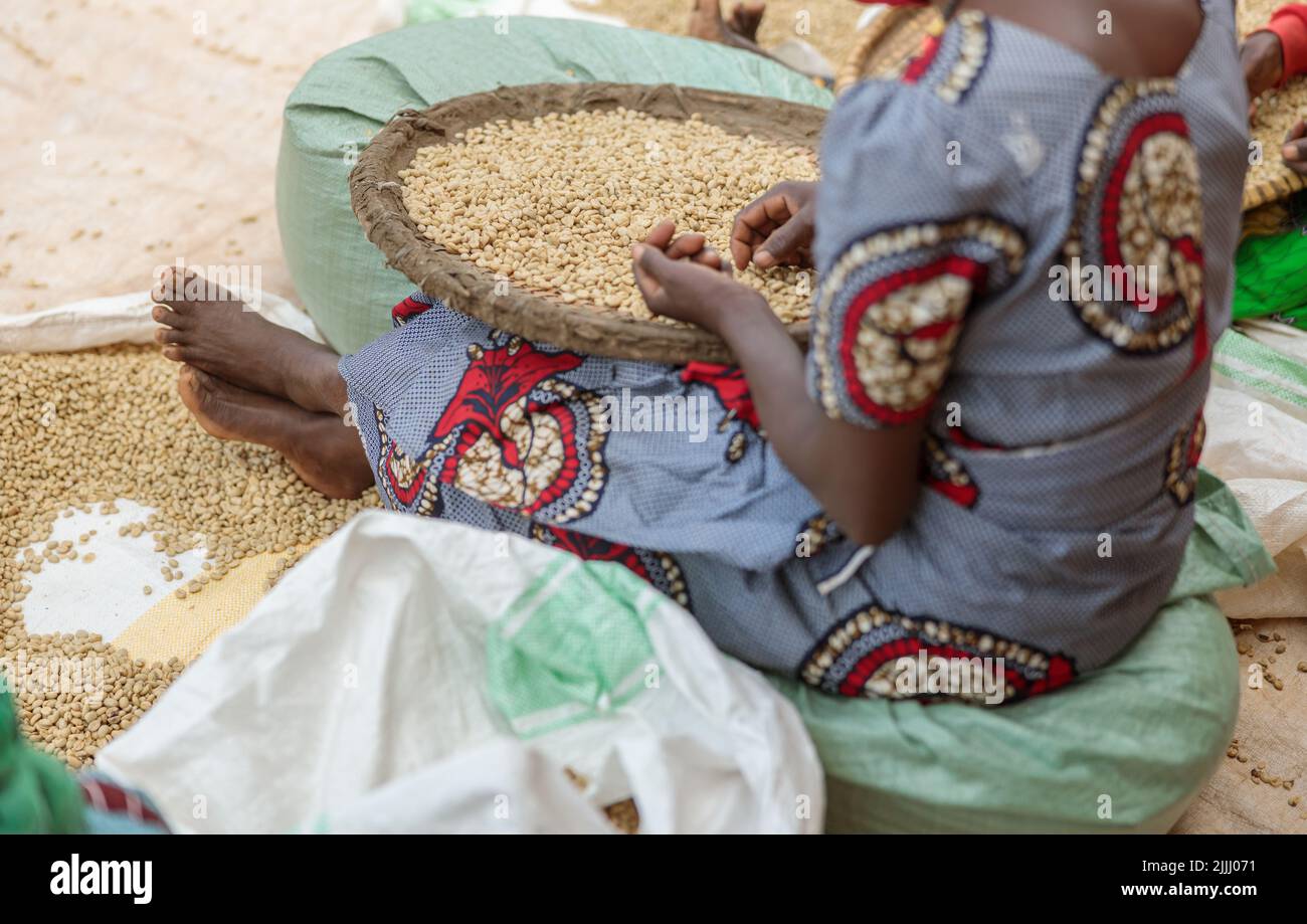 Female worker sitting on the floor and sorting coffee beans Stock Photo ...