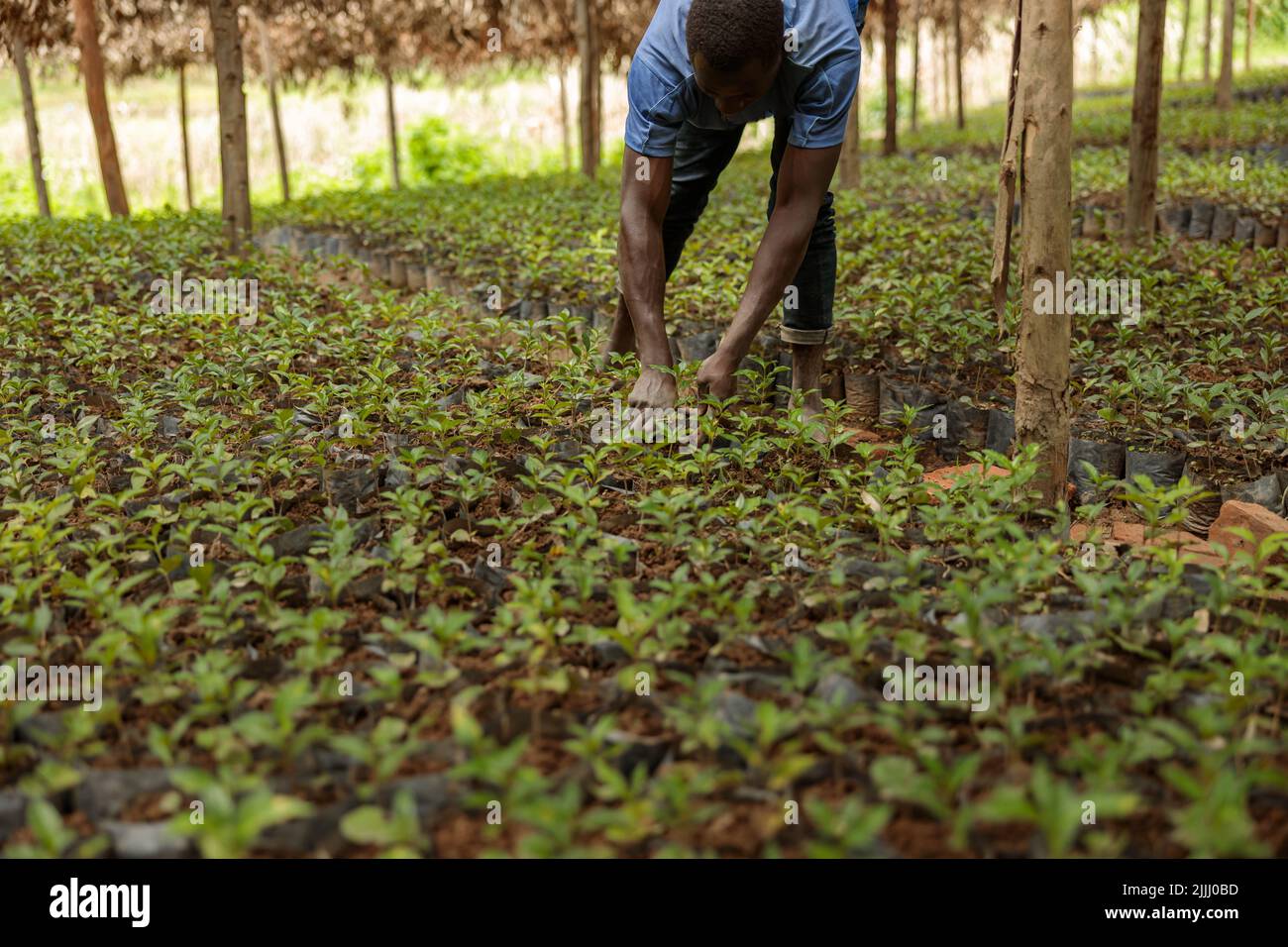 Male worker processing coffee seedlings at the farm, Rwanda region ...