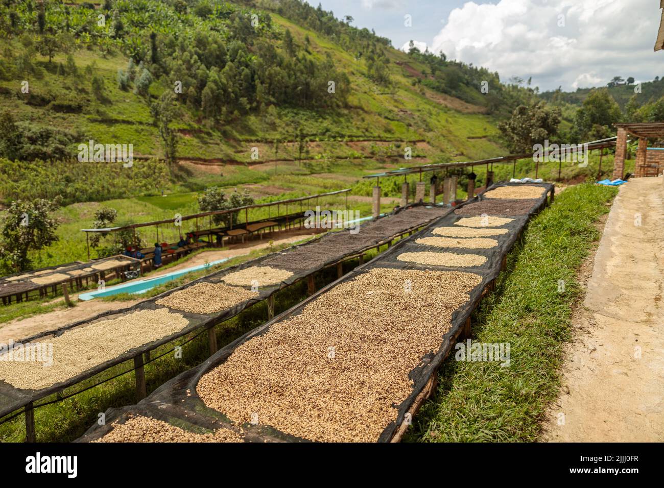 Coffee beans drying in a coffee plantation in Rwanda region Stock Photo ...