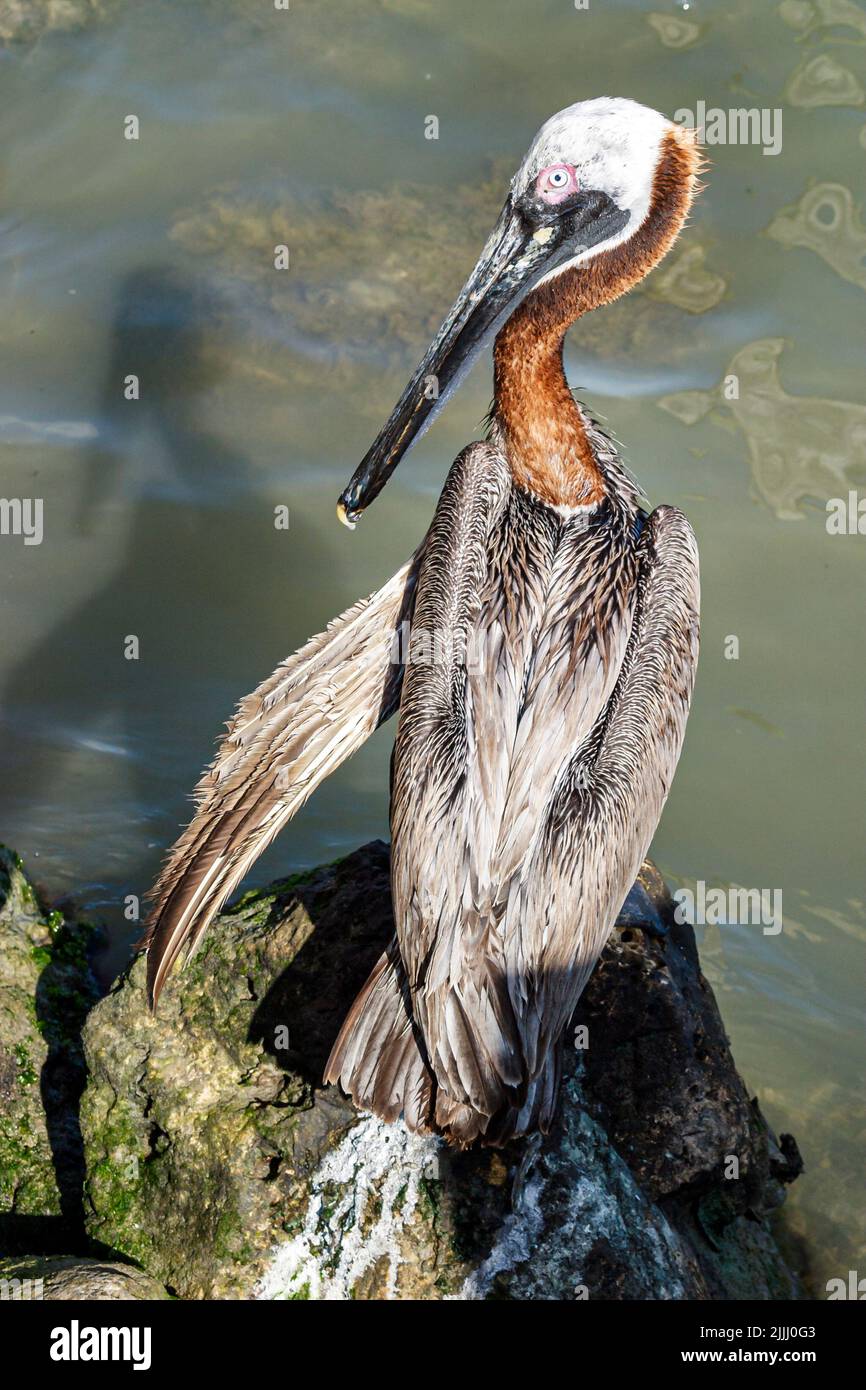 Florida North Bay Village,injured pelican bird birds feathers beak ...