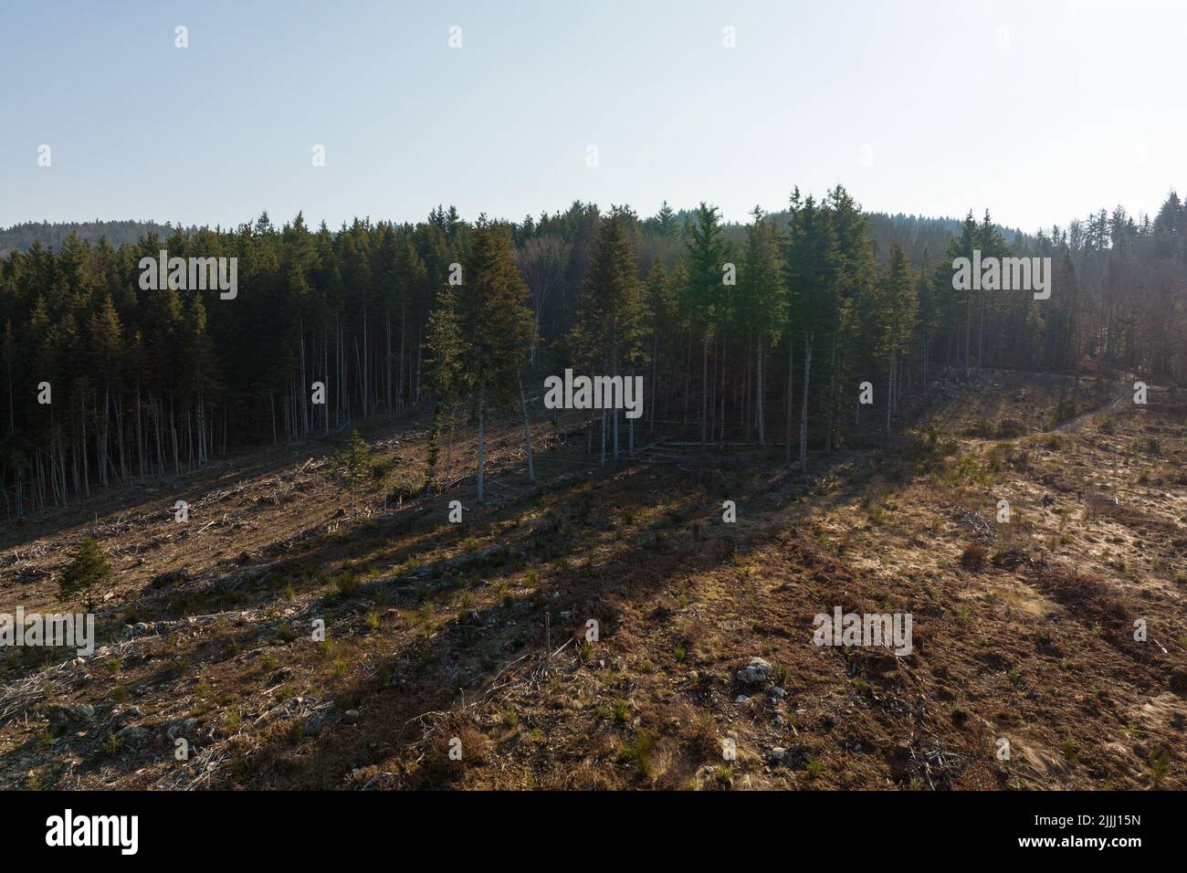 Aerial view of pine forest with large area of cut down trees as result of global deforestation ...
