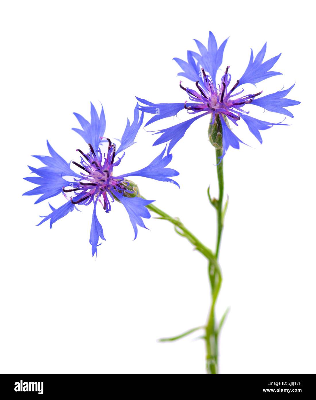 Purple knapweed flowers isolated on white background. Blue wild ...