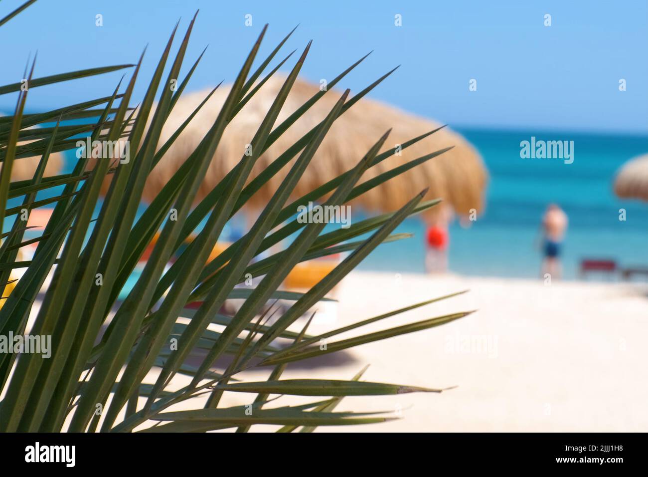 Beautiful green coconut palm tree leaves waving on wind on tropical ... Beautiful green coconut palm tree leaves waving on wind on tropical ...