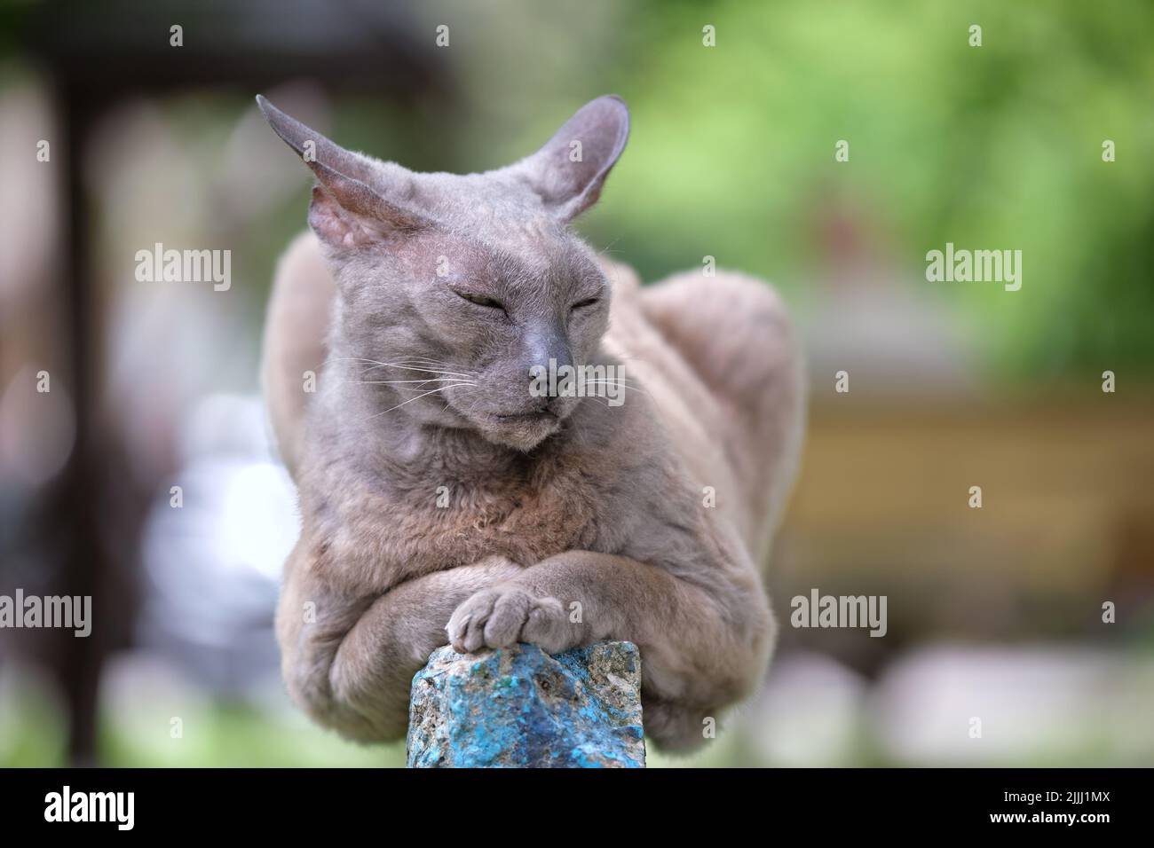 Big gray angry looking Sphinx breed stray cat resting on steet outdoors ...