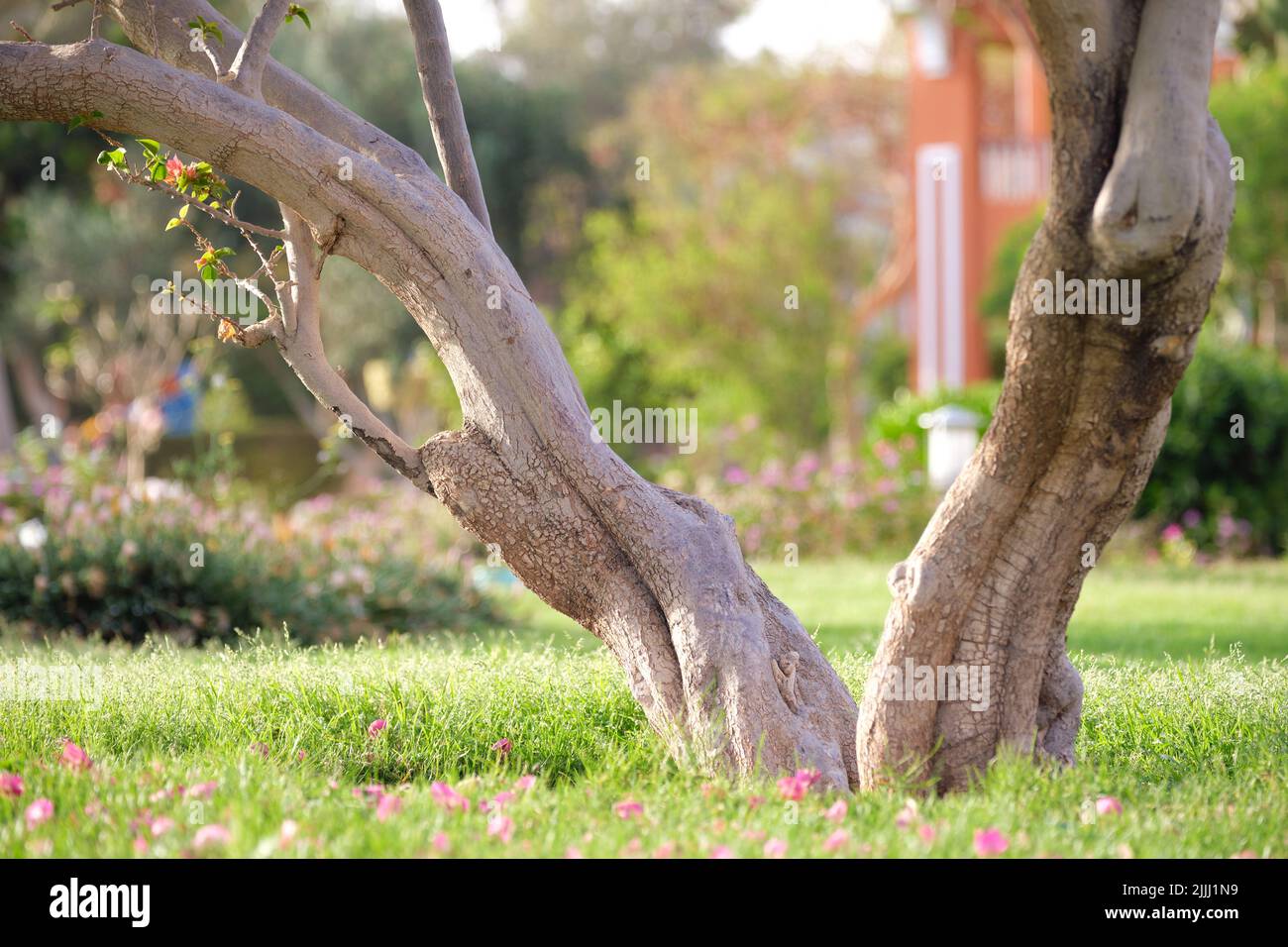 Big tree growing in green lash grass. Agriculture and gardening Stock ...
